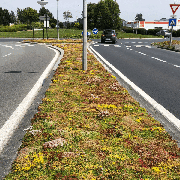 Groendak | Duurzame dakoplossingen van Sempergreen