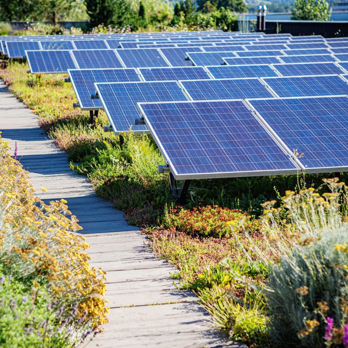 Groene gevels | Verticale gevelsystemen van Sempergreen